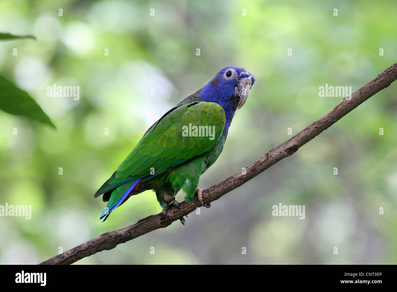 blue-headed parrot (Pionus menstruus rubrigularis), on twig, Costa Rica ...