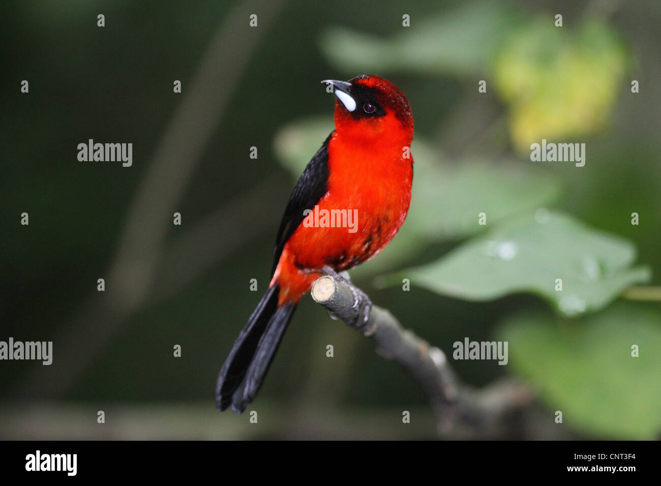 masked crimson tanager (Rhamphocelus nigrogularis), male Stock Photo ...