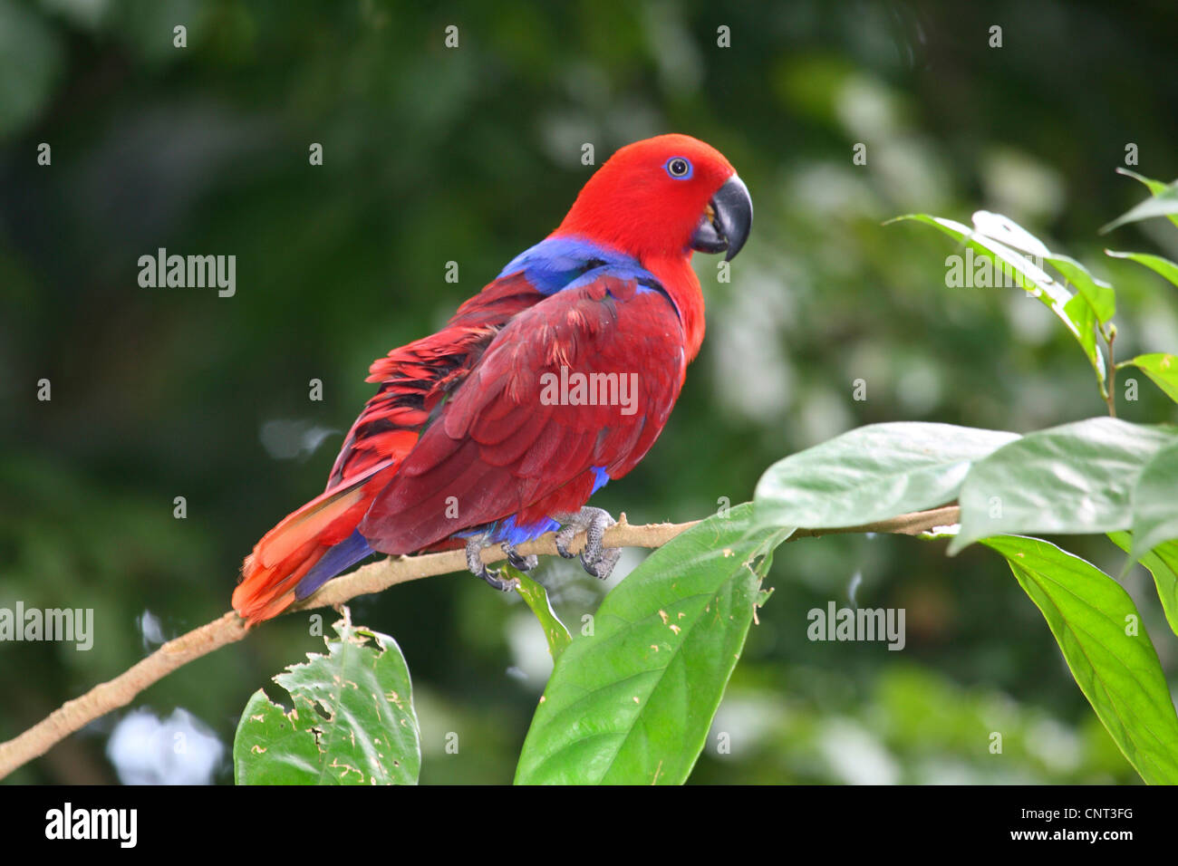 Australian king parrot (Alisterus scapularis), on branch, Australia ...