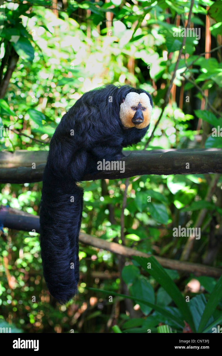 white-faced saki (Pithecia pithecia), male Stock Photo - Alamy
