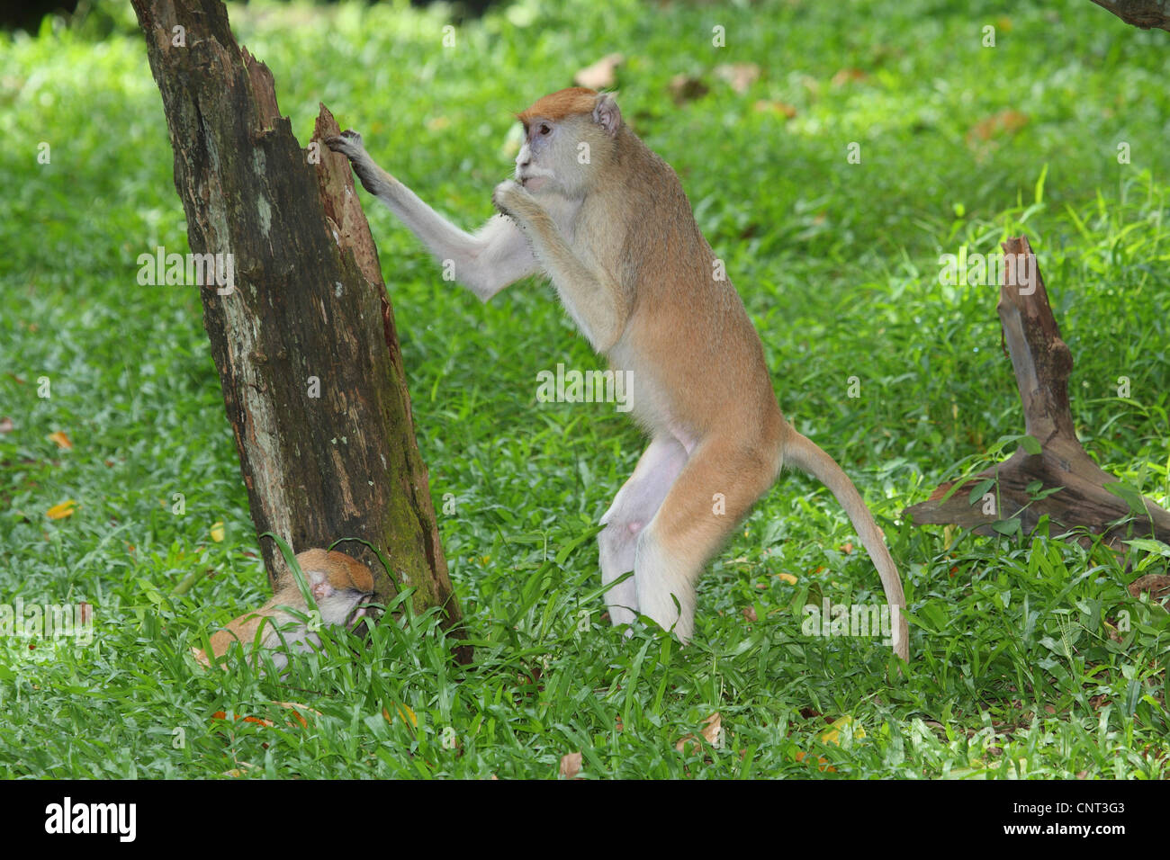 Female patas monkey hi-res stock photography and images - Alamy