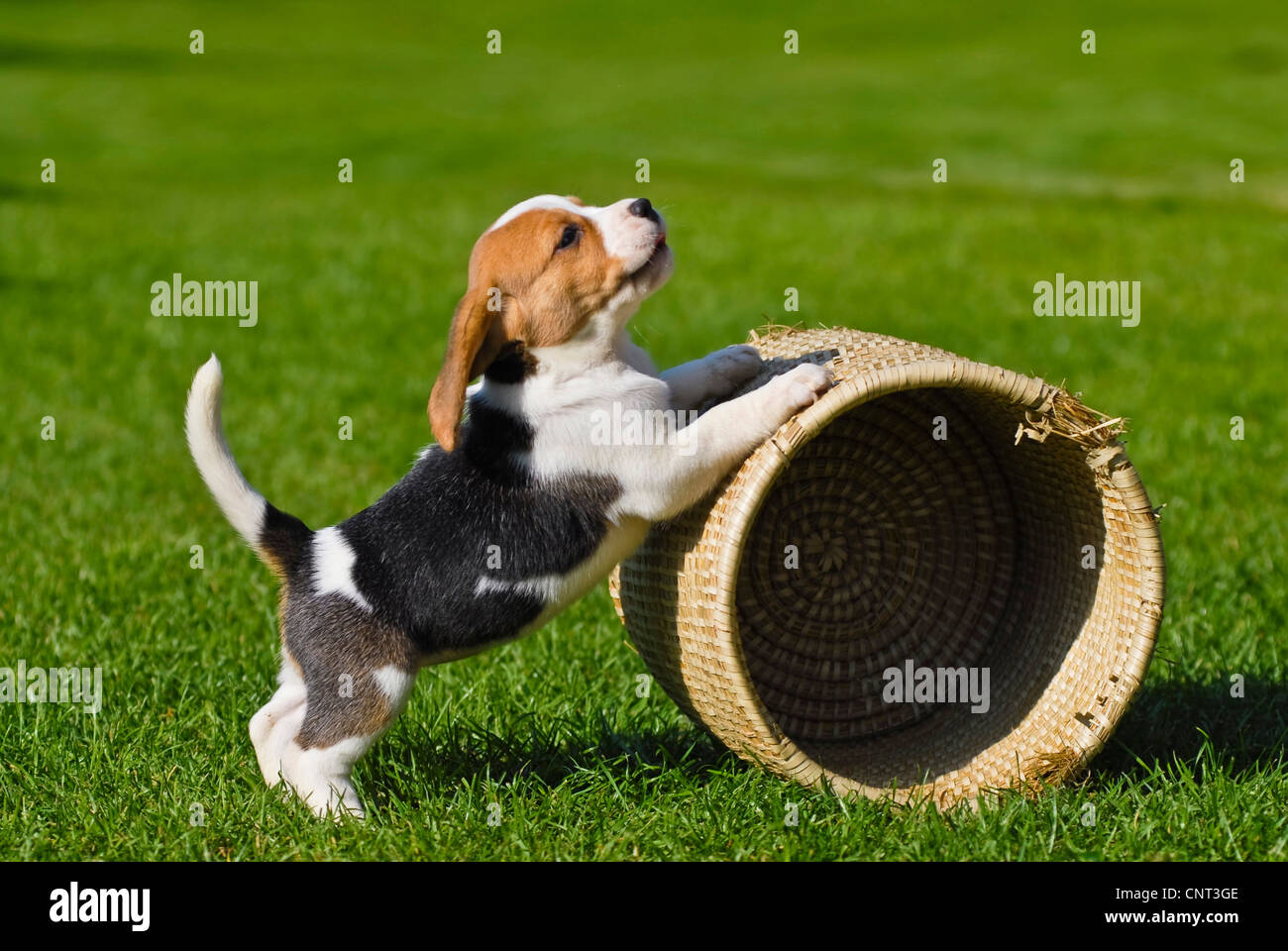 Beagle (Canis lupus f. familiaris), puppy, playing with basket Stock ...