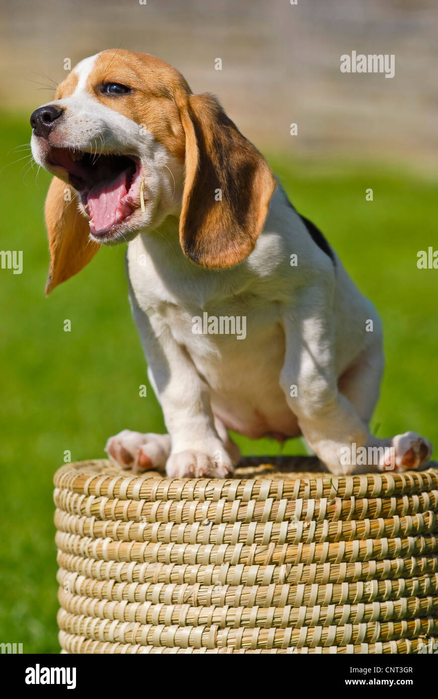 Beagle puppy yawning hi-res stock photography and images - Alamy