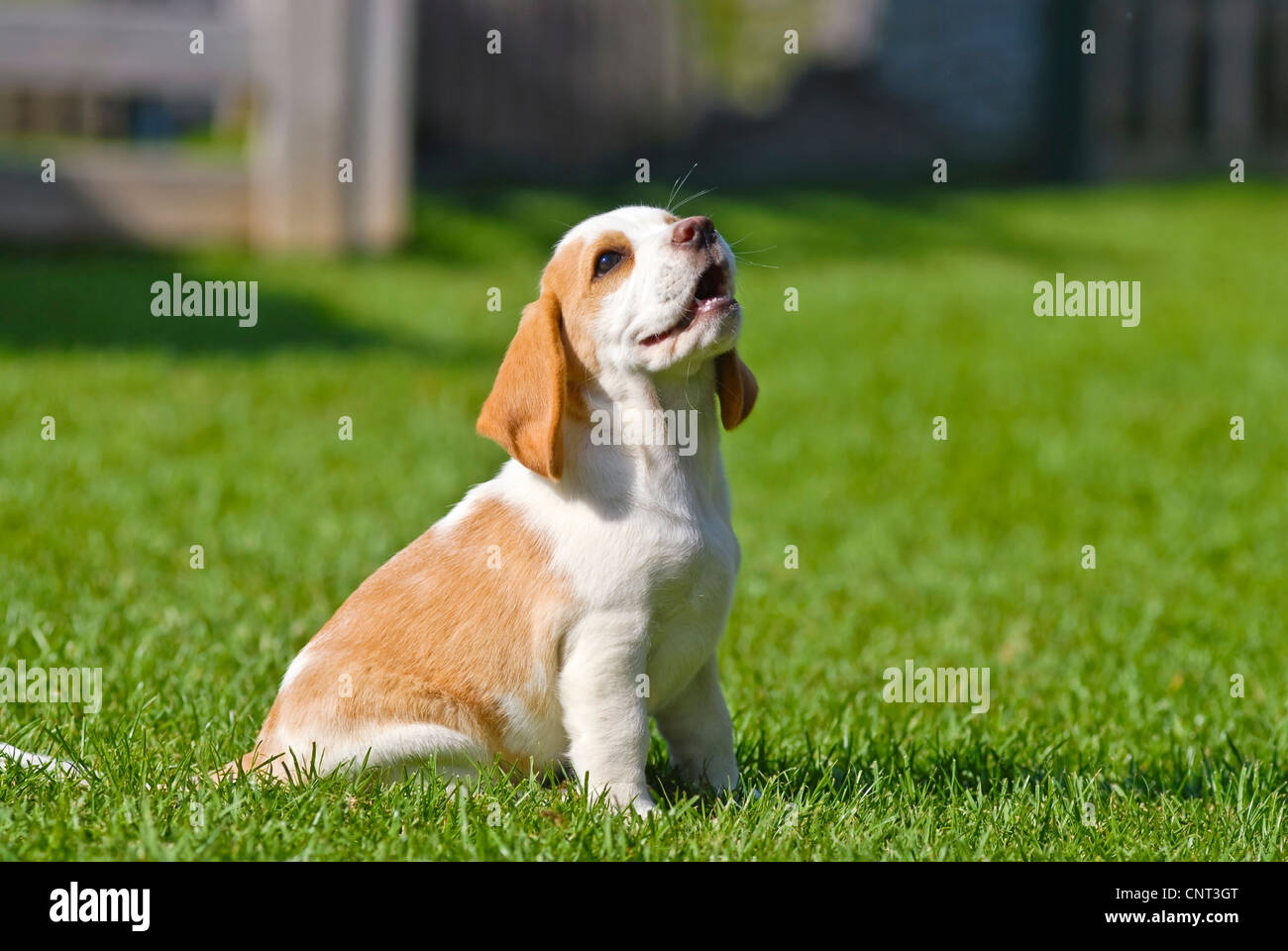 Beagle (Canis lupus f. familiaris), puppy, looking up Stock Photo - Alamy