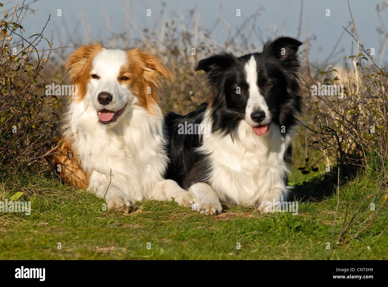 Border Collie (Canis lupus f. familiaris), 2 animals, lying, front view ...