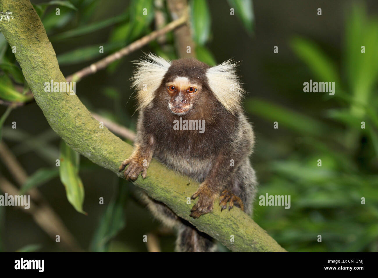 common marmoset (Callithrix jacchus), on branch Stock Photo - Alamy