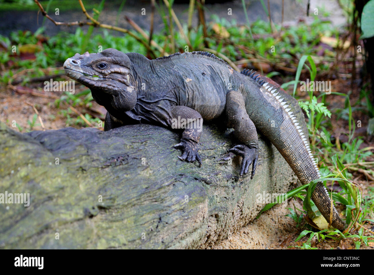 rhinoceros iguana (Cyclura cornuta), in enclosure Stock Photo - Alamy