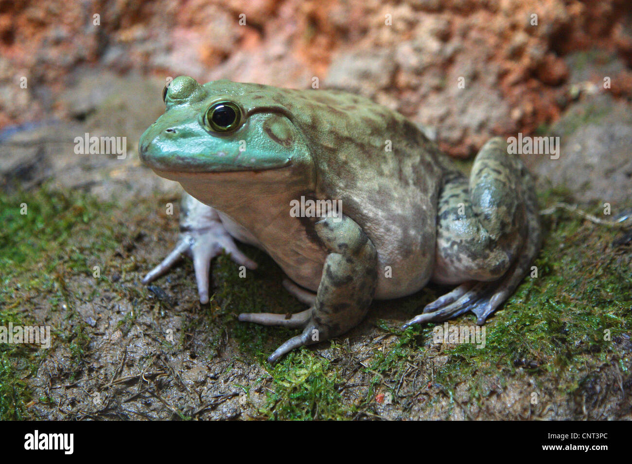 bullfrog, American bullfrog (Rana catesbeiana), on shore Stock Photo ...