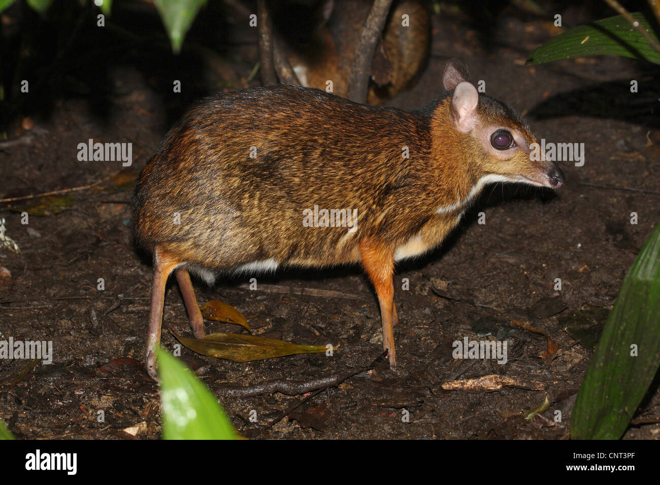 lesser Malay chevrotain, lesser mouse deer (Tragulus javanicus), female ...