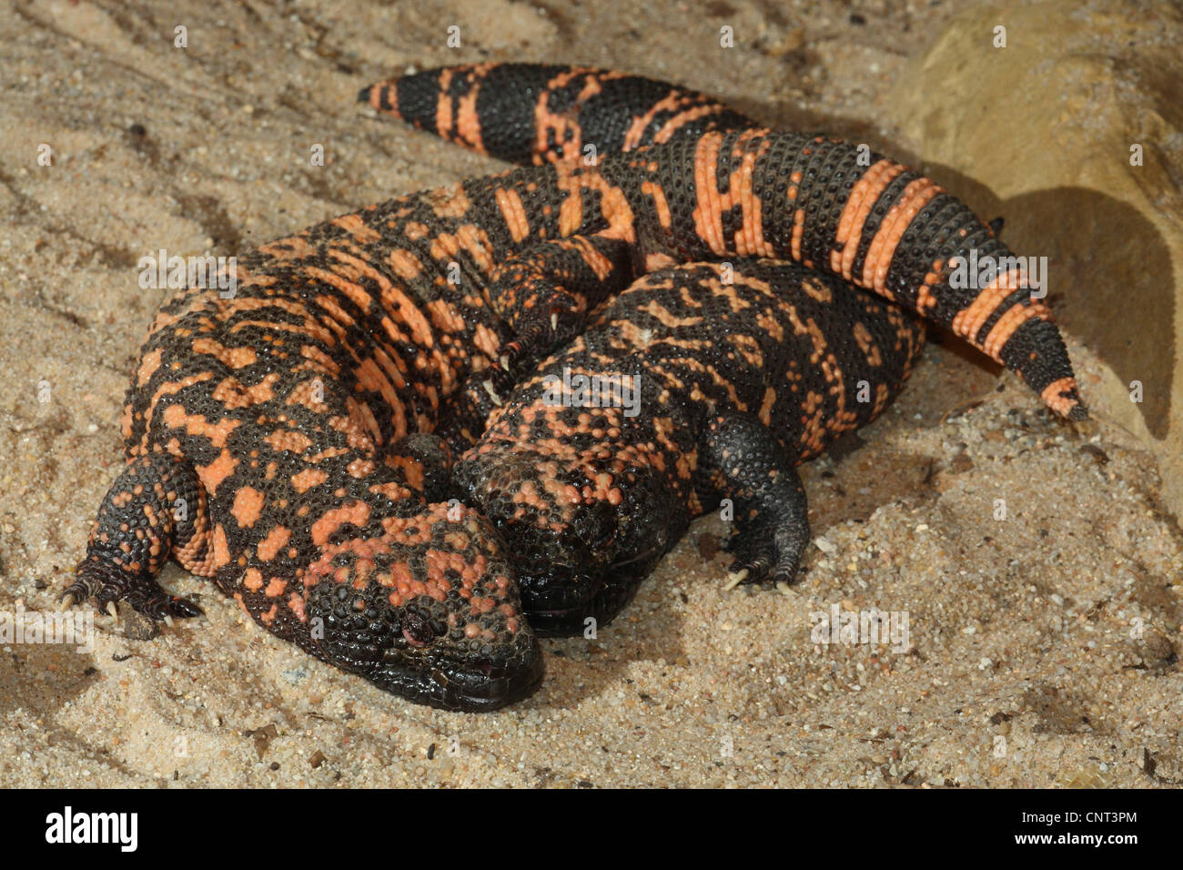 gila monster (Heloderma suspectum), two individuals Stock Photo - Alamy