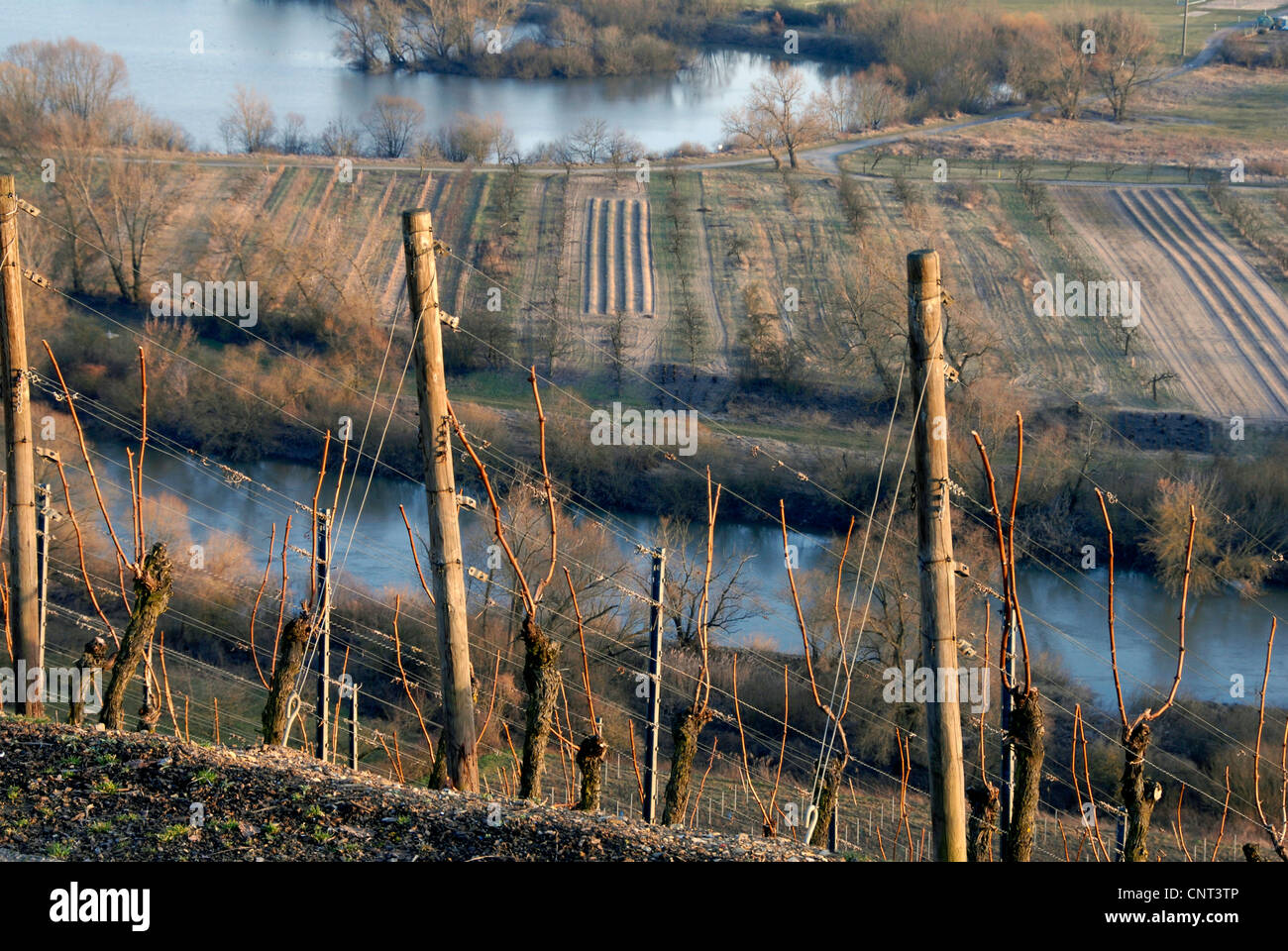 vineyards at the Main near Volkach, Germany, Hesse, Franken, Franconia ...