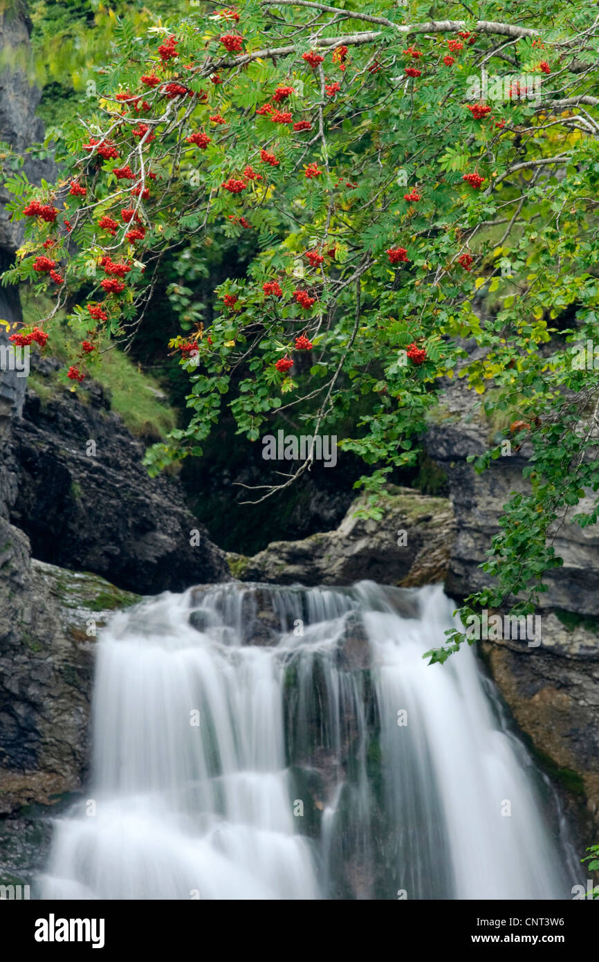 European mountain-ash, rowan tree (Sorbus aucuparia), Arazas river ...