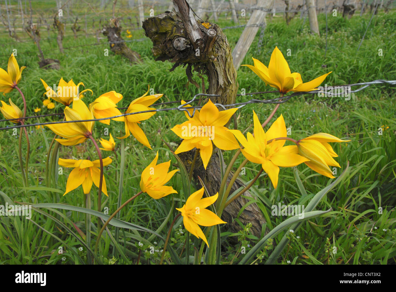 wild tulip (Tulipa sylvestris), blooming on a vineyard, Germany, Hesse ...