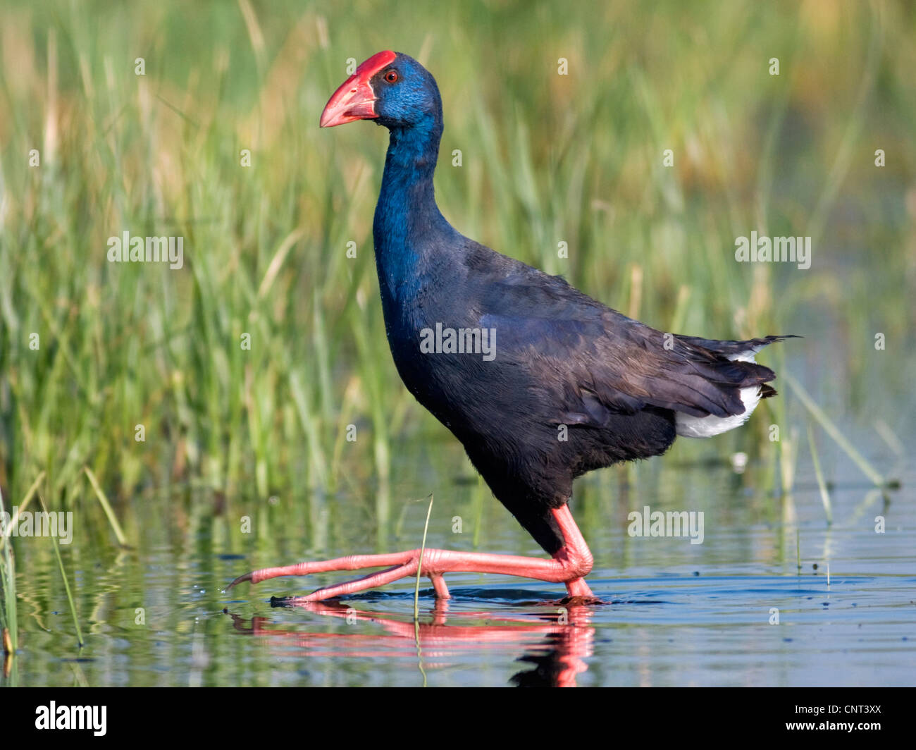Purple swamphen porphyrio lagoon hi-res stock photography and images ...