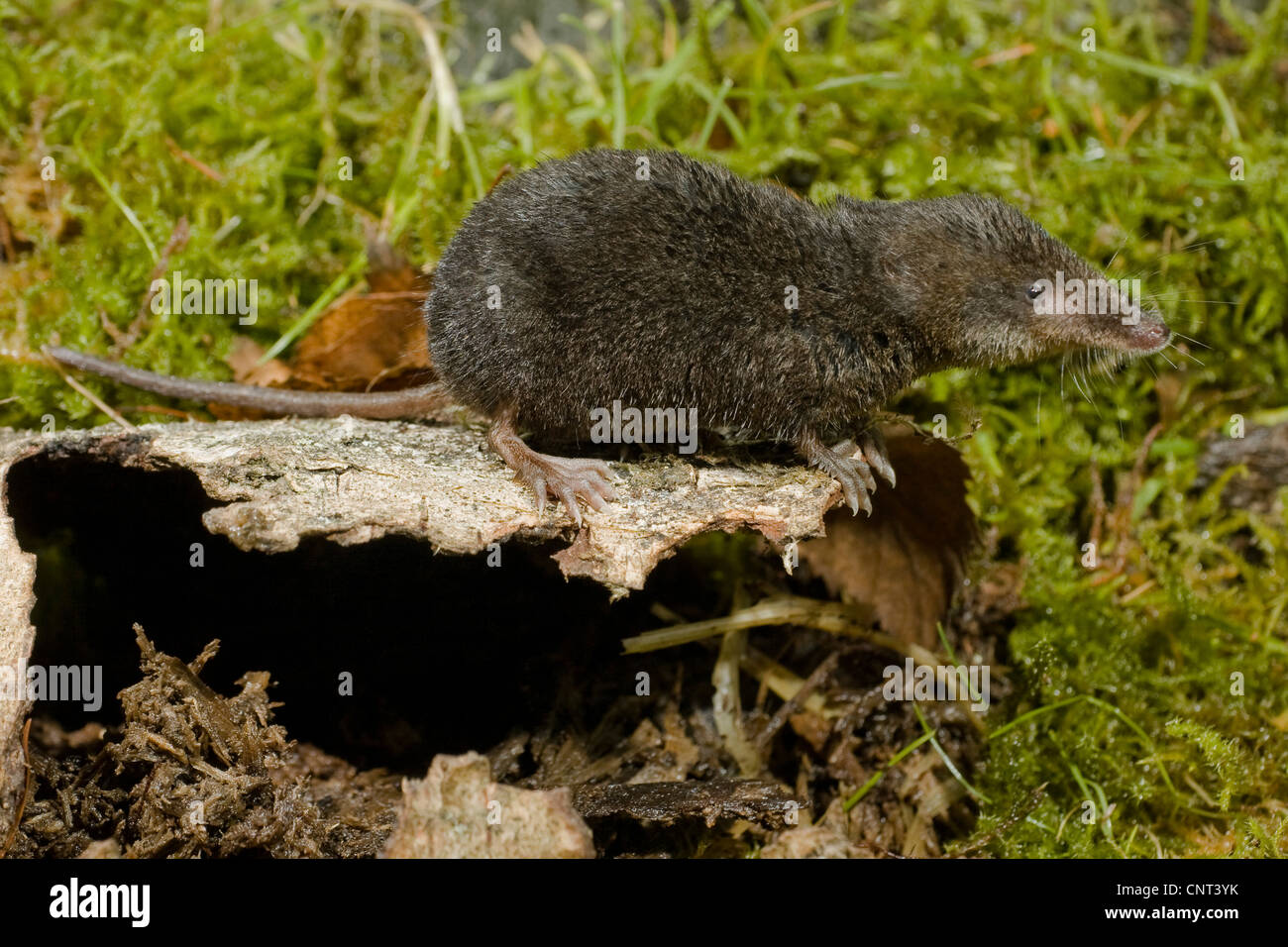 Miller's water shrew, Mediterranean Water Shrew (Neomys anomalus), on ...