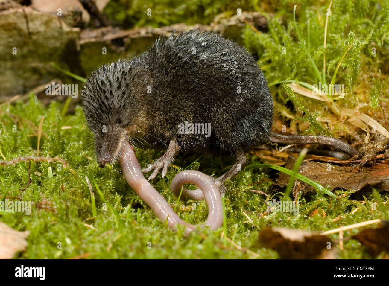 Miller's water shrew, Mediterranean Water Shrew (Neomys anomalus), wet ...