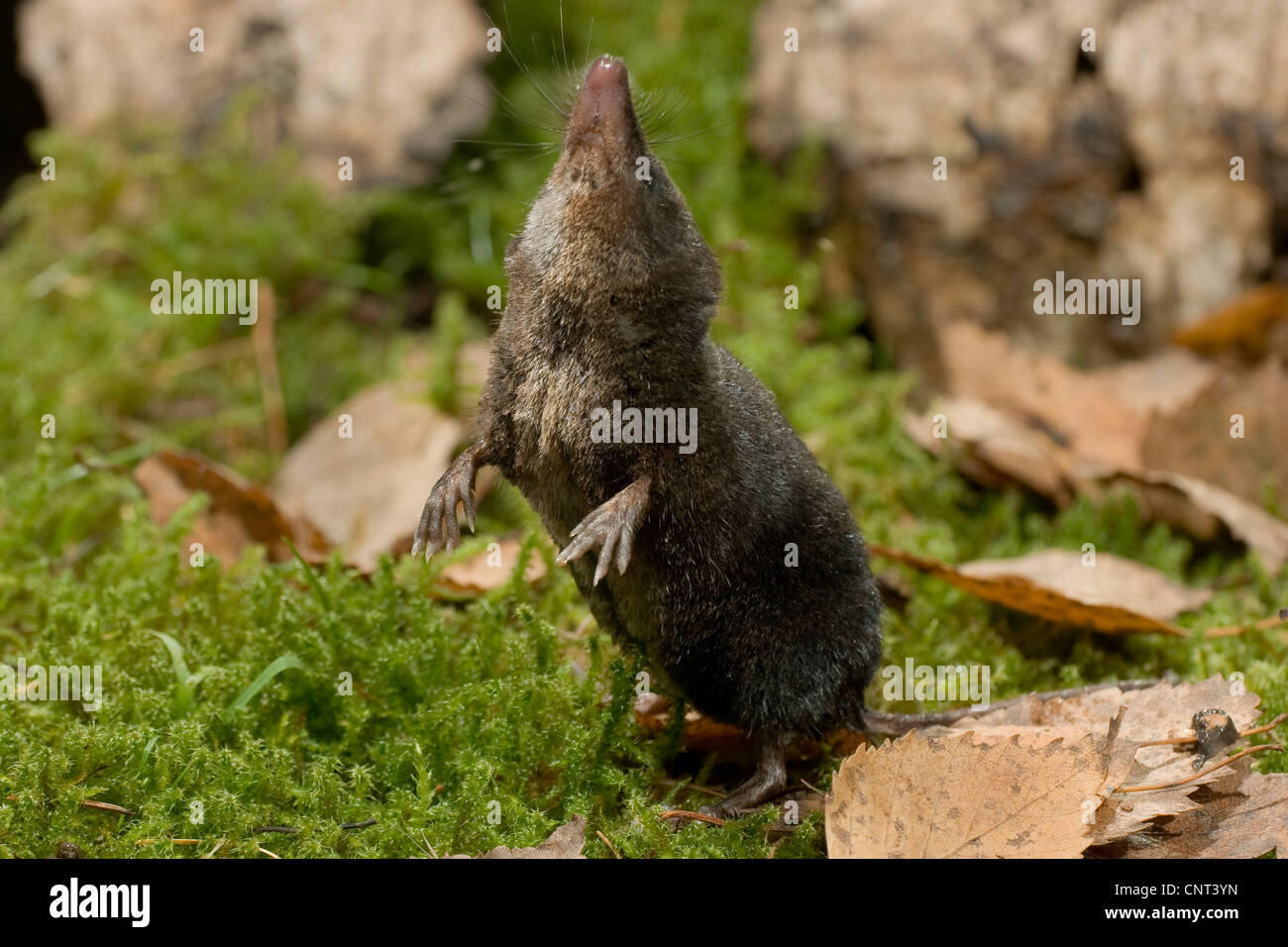 Miller's water shrew, Mediterranean Water Shrew (Neomys anomalus ...