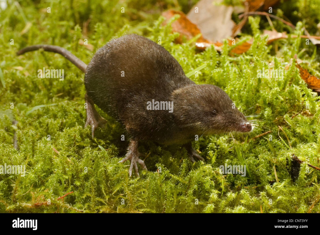 European shrew hi-res stock photography and images - Alamy