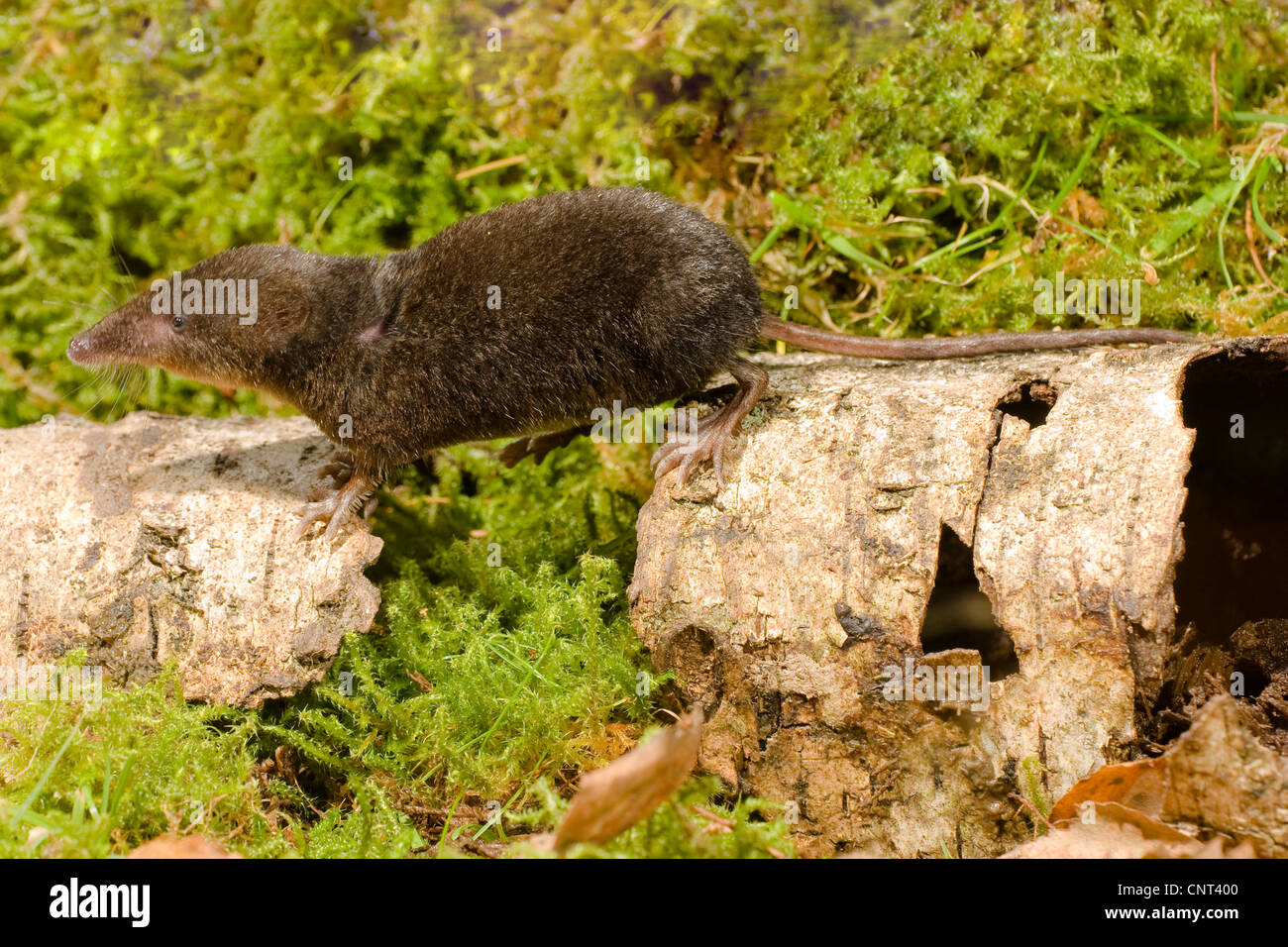 Miller's water shrew, Mediterranean Water Shrew (Neomys anomalus ...