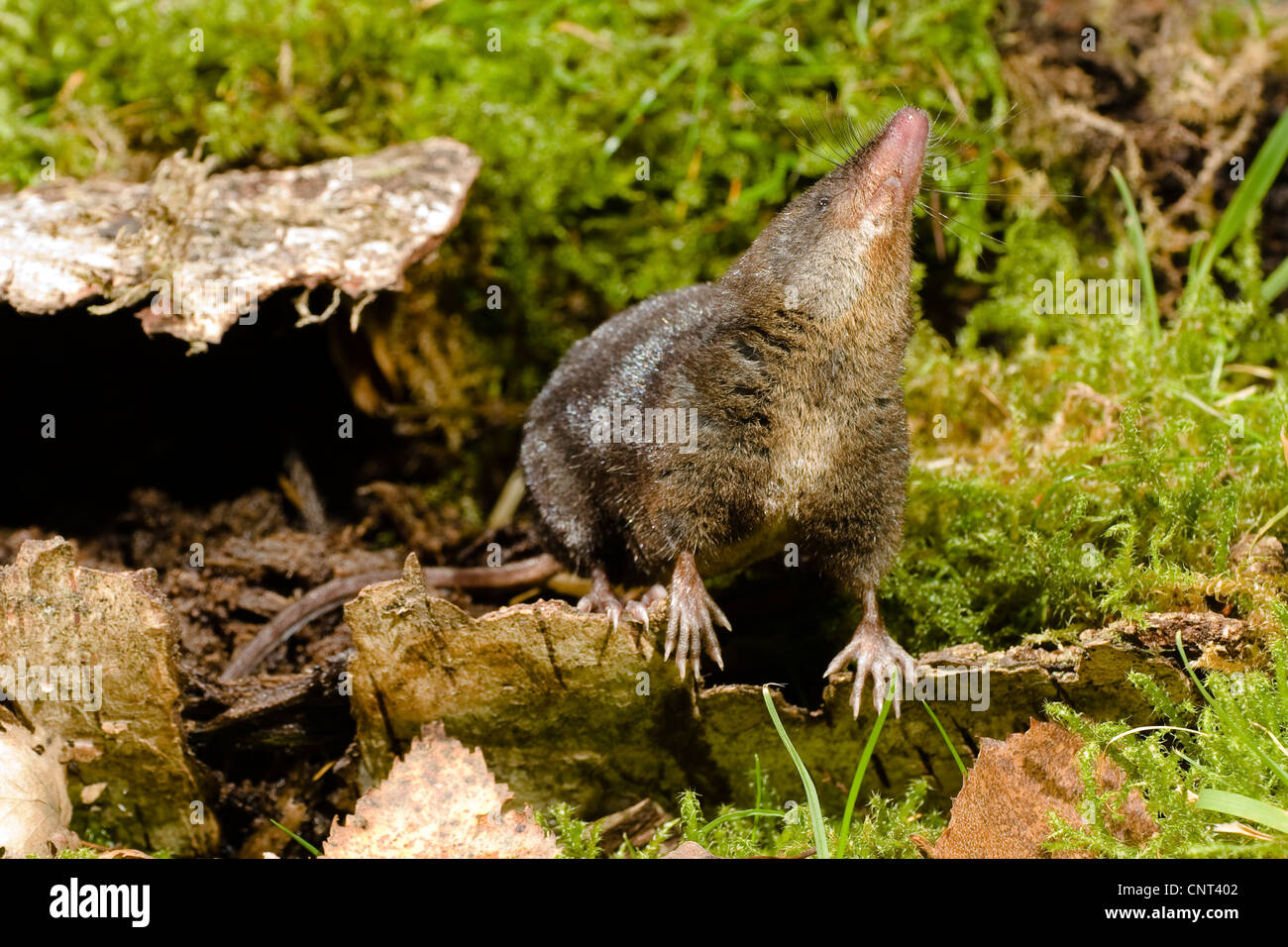 Miller's water shrew, Mediterranean Water Shrew (Neomys anomalus ...