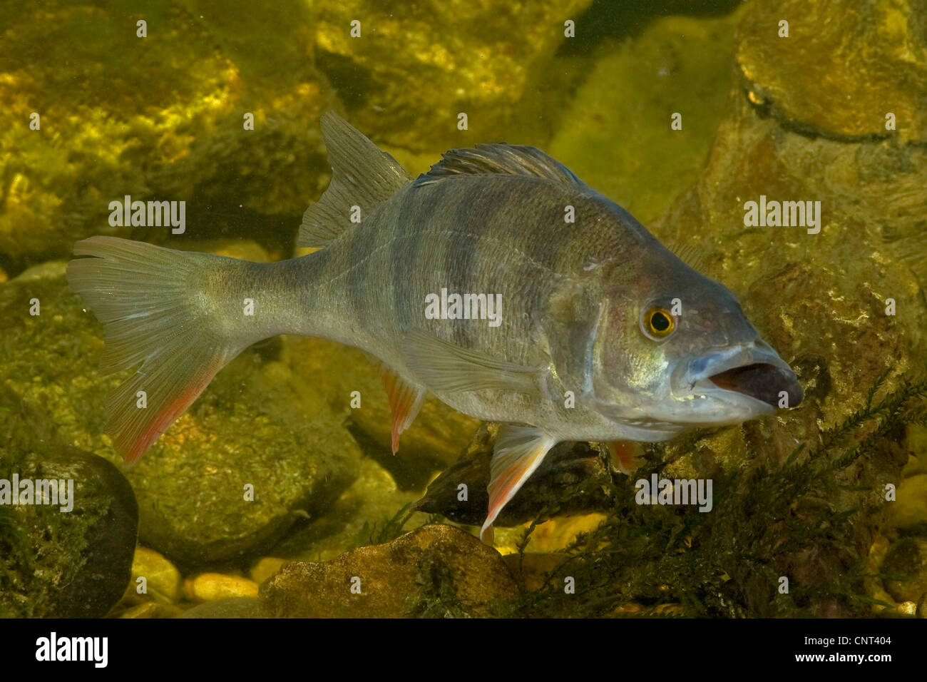 European perch fish hi-res stock photography and images - Alamy