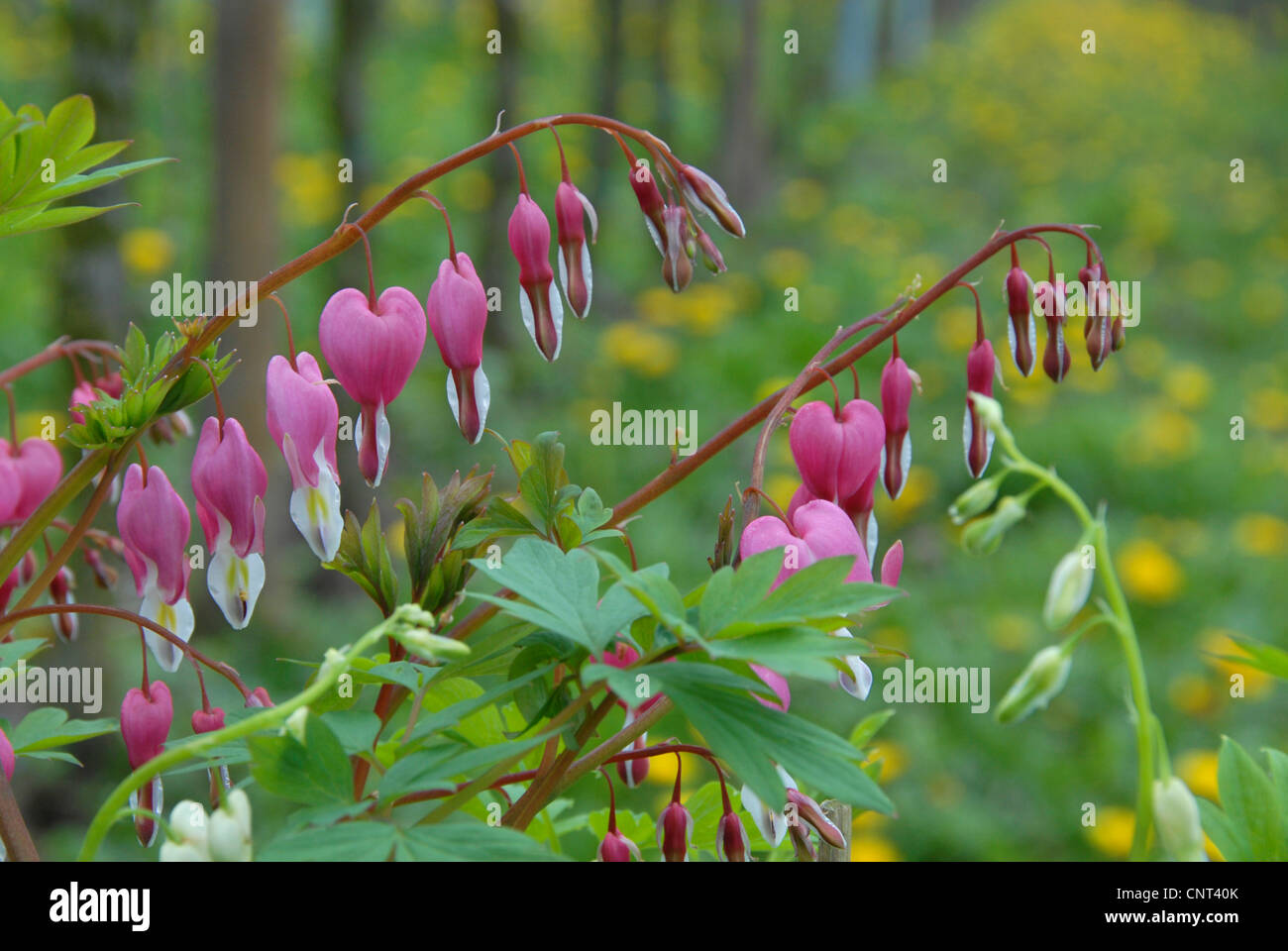 common bleeding heart (Dicentra spectabilis), blooming in a garden ...