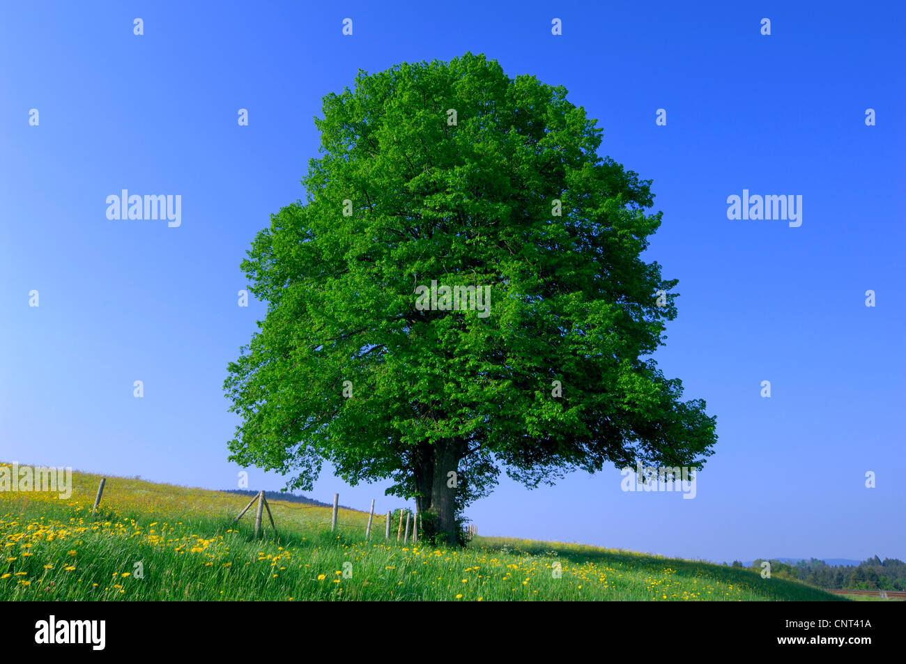 Beauty Of Lime Trees High Resolution Stock Photography and Images - Alamy
