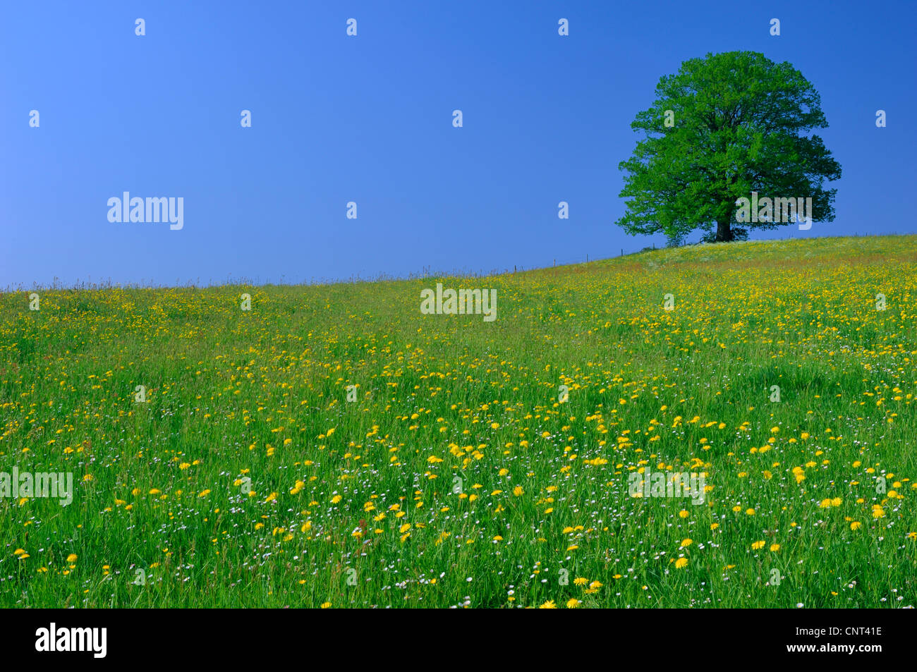 large-leaved lime, lime tree (Tilia platyphyllos), single tree on ...