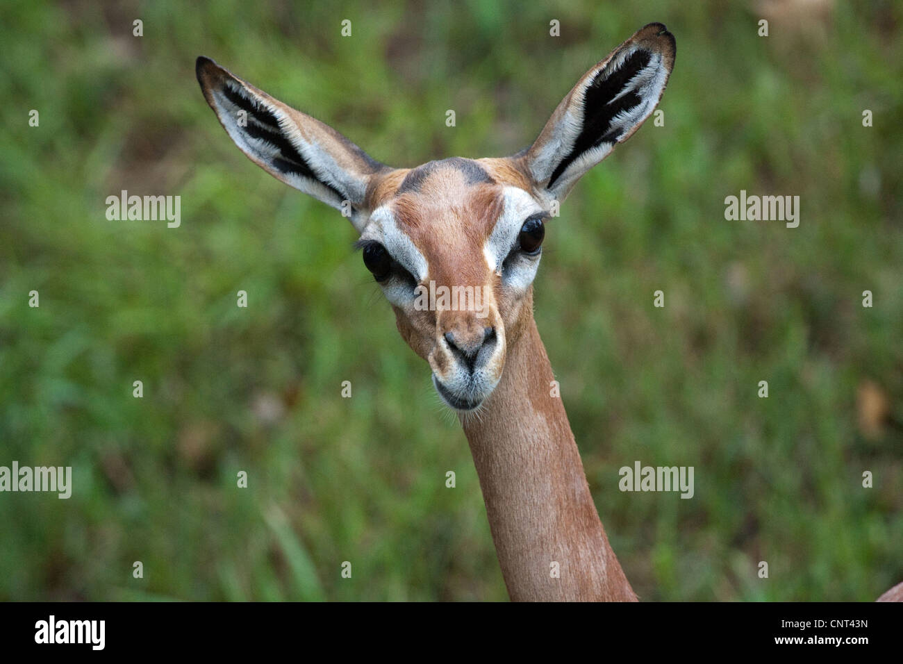 Antelope Antlers Ears Gerenuk Waller's gazelle Stock Photo - Alamy