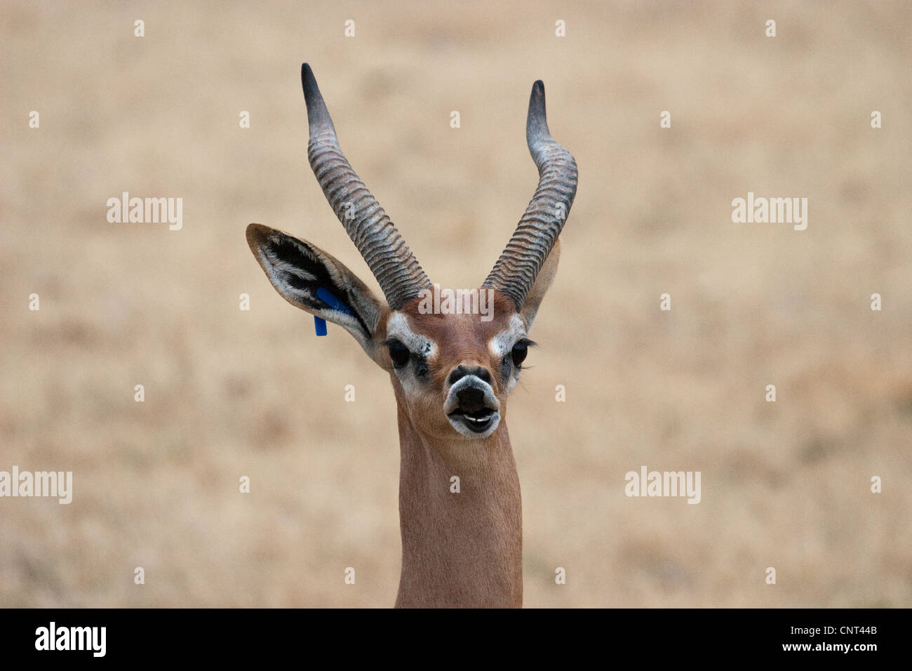 Antelope Antlers Ears Gerenuk Waller's gazelle Stock Photo - Alamy