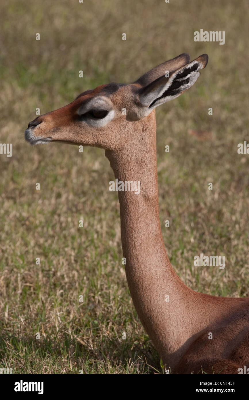 Antelope Antlers Ears Gerenuk Waller's gazelle Stock Photo - Alamy