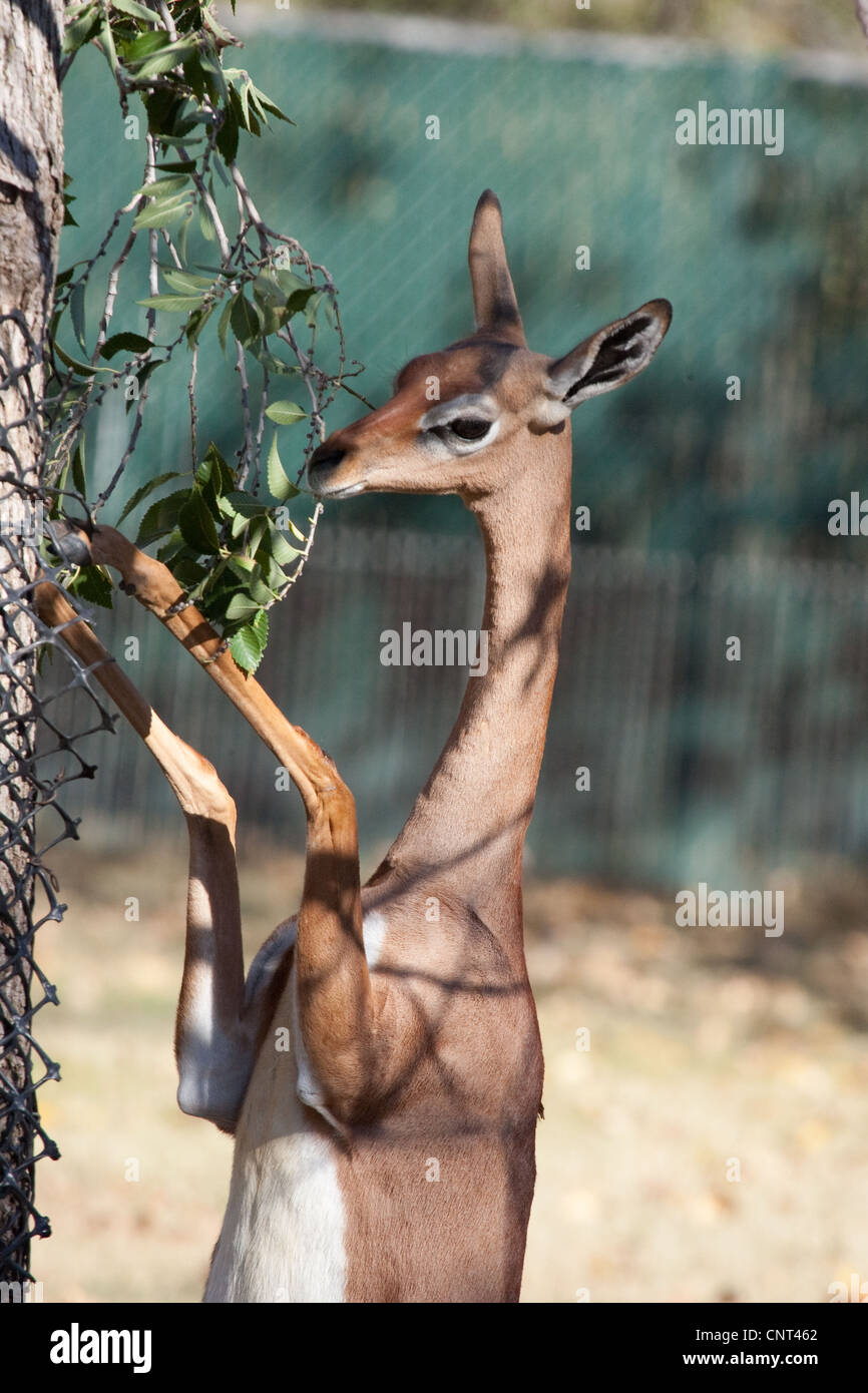 Antelope Antlers Ears Gerenuk Waller's gazelle Stock Photo - Alamy