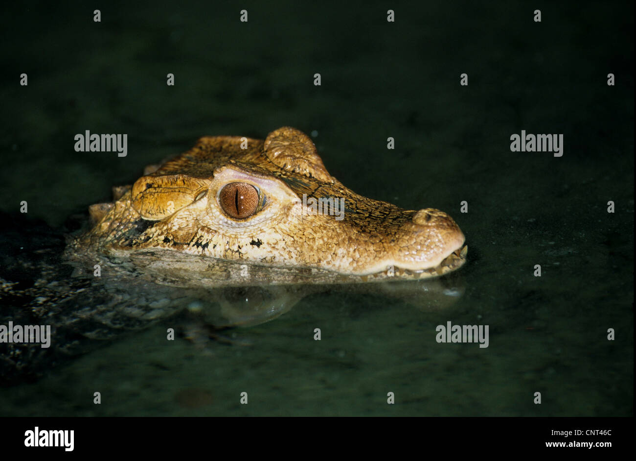 dwarf caiman, Cuvier's dwarf caiman (Paleosuchus palpebrosus), portrait ...