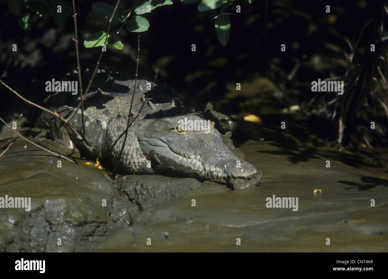 American crocodile (Crocodylus acutus), in mud, Costa Rica Stock Photo ...