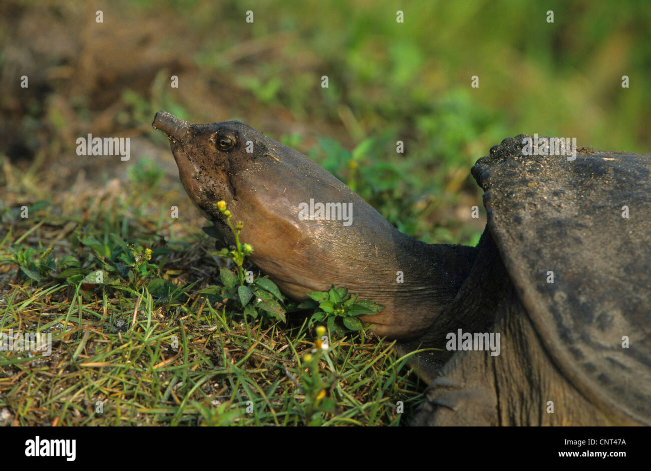 snapping turtle, American snapping turtle (Chelydra serpentina ...