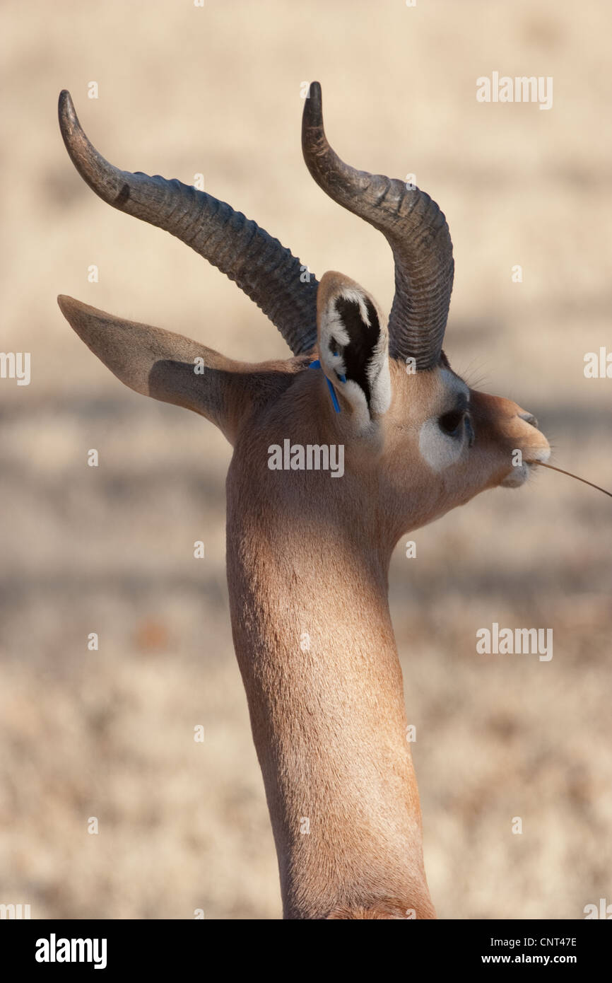 Antelope Antlers Ears Gerenuk Waller's gazelle Stock Photo - Alamy