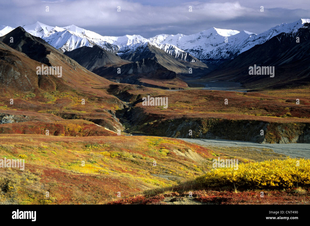 Botany ericaceae indian hi-res stock photography and images - Alamy