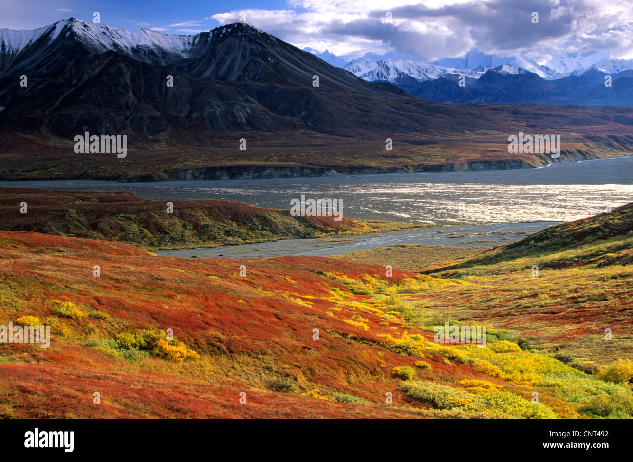 Dwarf shrub zone hi-res stock photography and images - Alamy