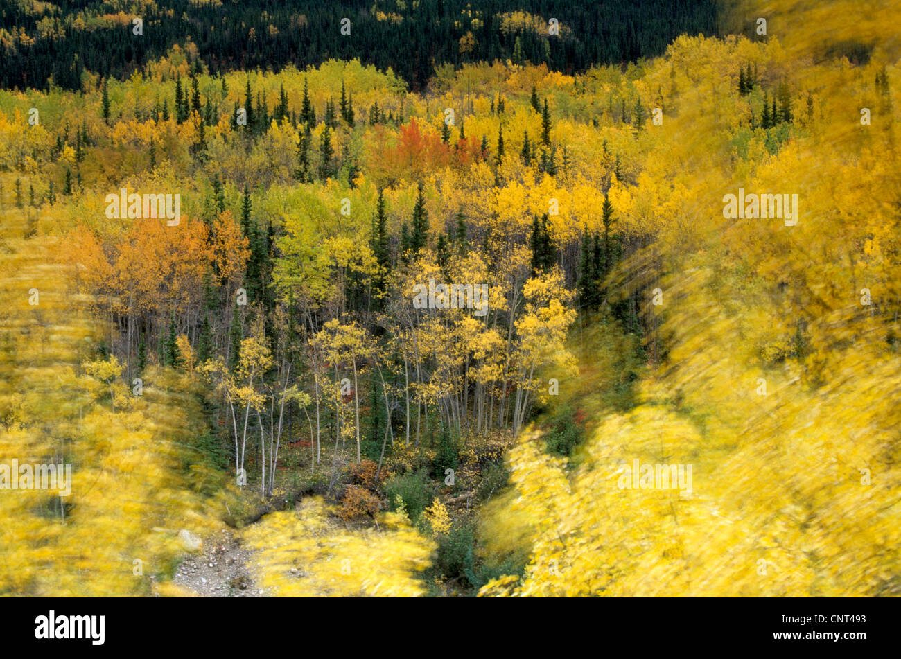 American aspen at indian summer hi-res stock photography and images - Alamy