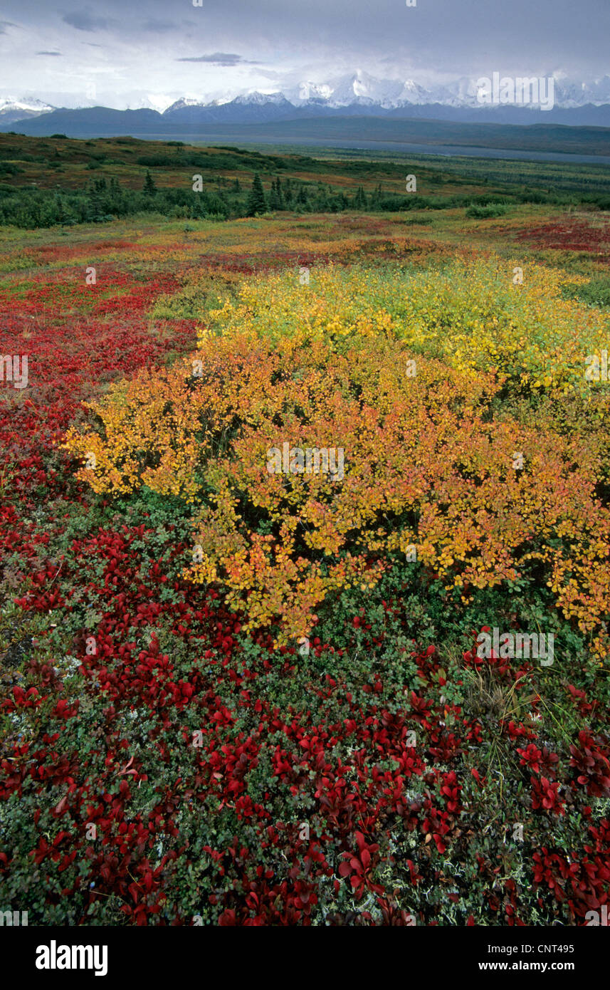 smooth dwarf birch (Betula nana), Alpine Bearberry, Arctostaphylos ...