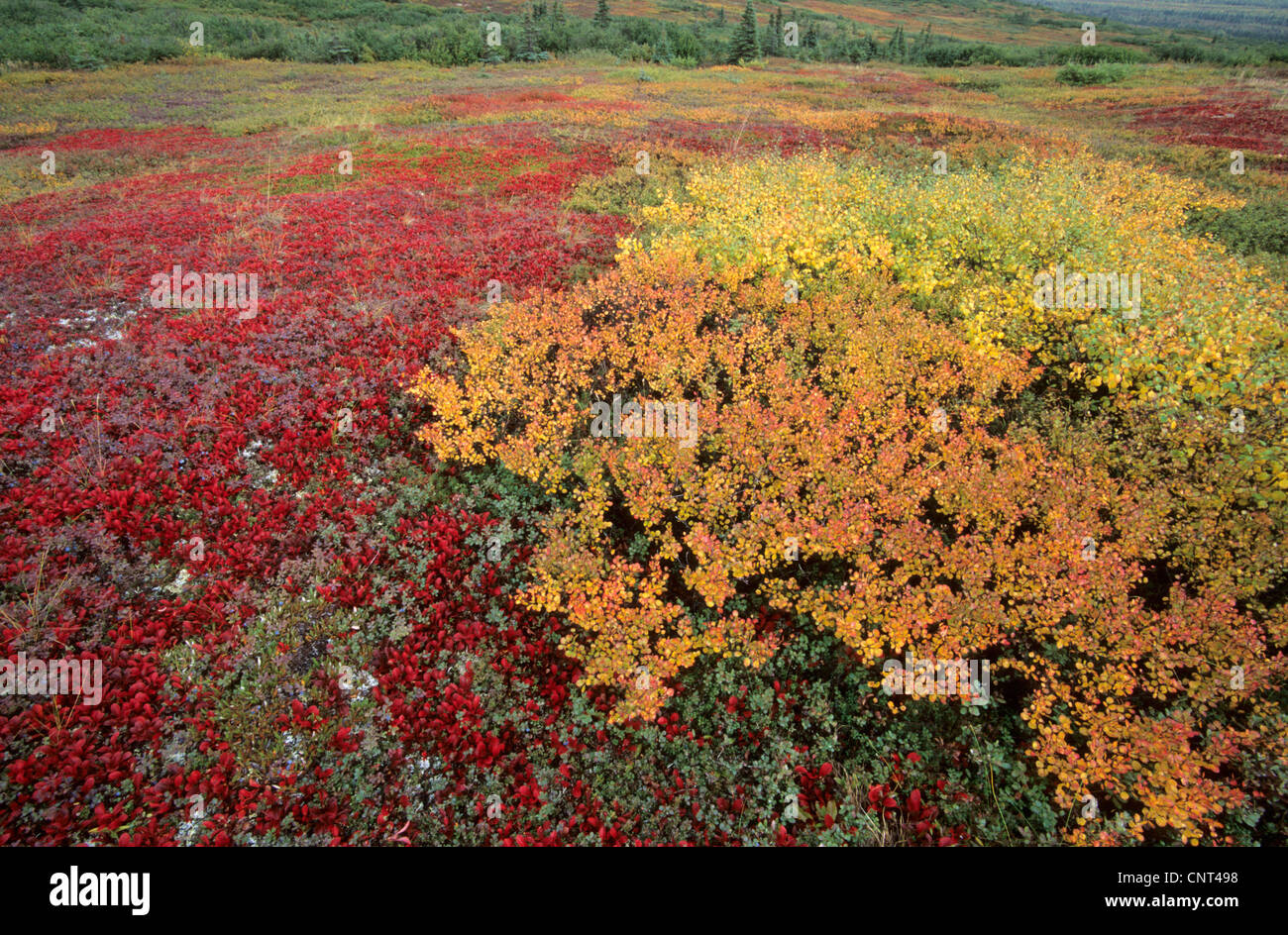 smooth dwarf birch (Betula nana), Alpine Bearberry, Arctostaphylos ...