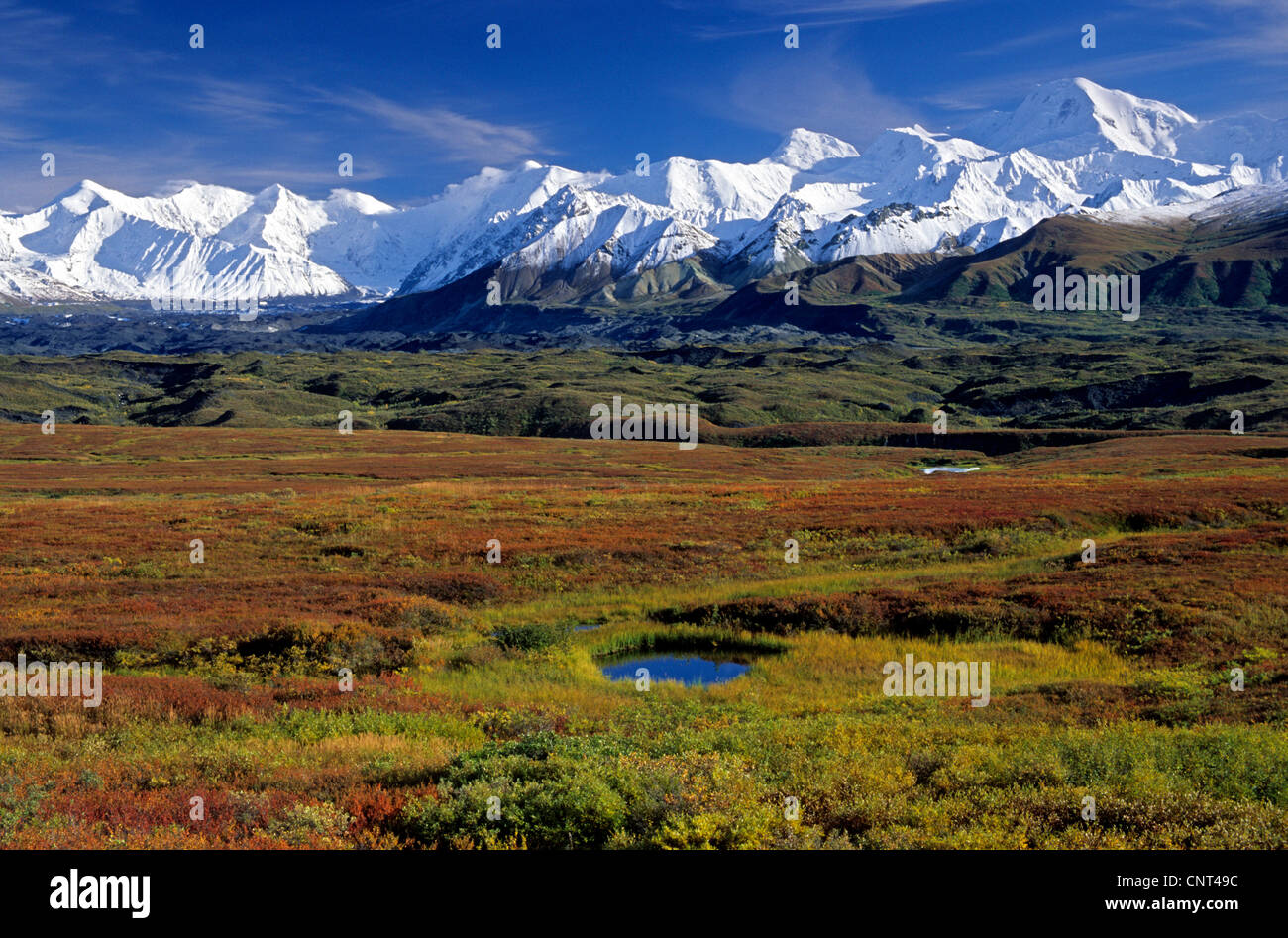 Botany ericaceae indian hi-res stock photography and images - Alamy