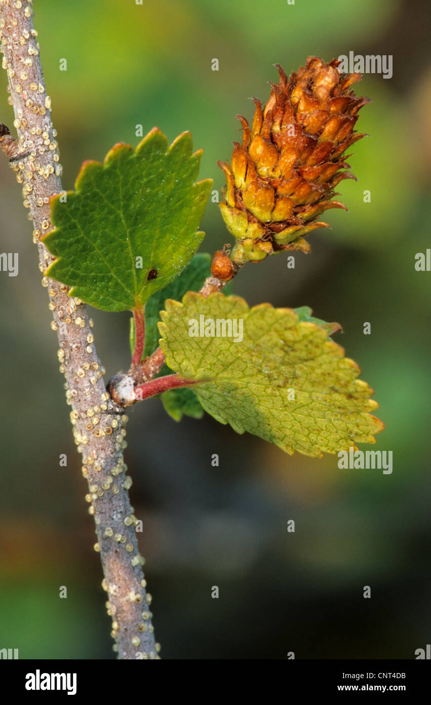 American dwarf birch hi-res stock photography and images - Alamy