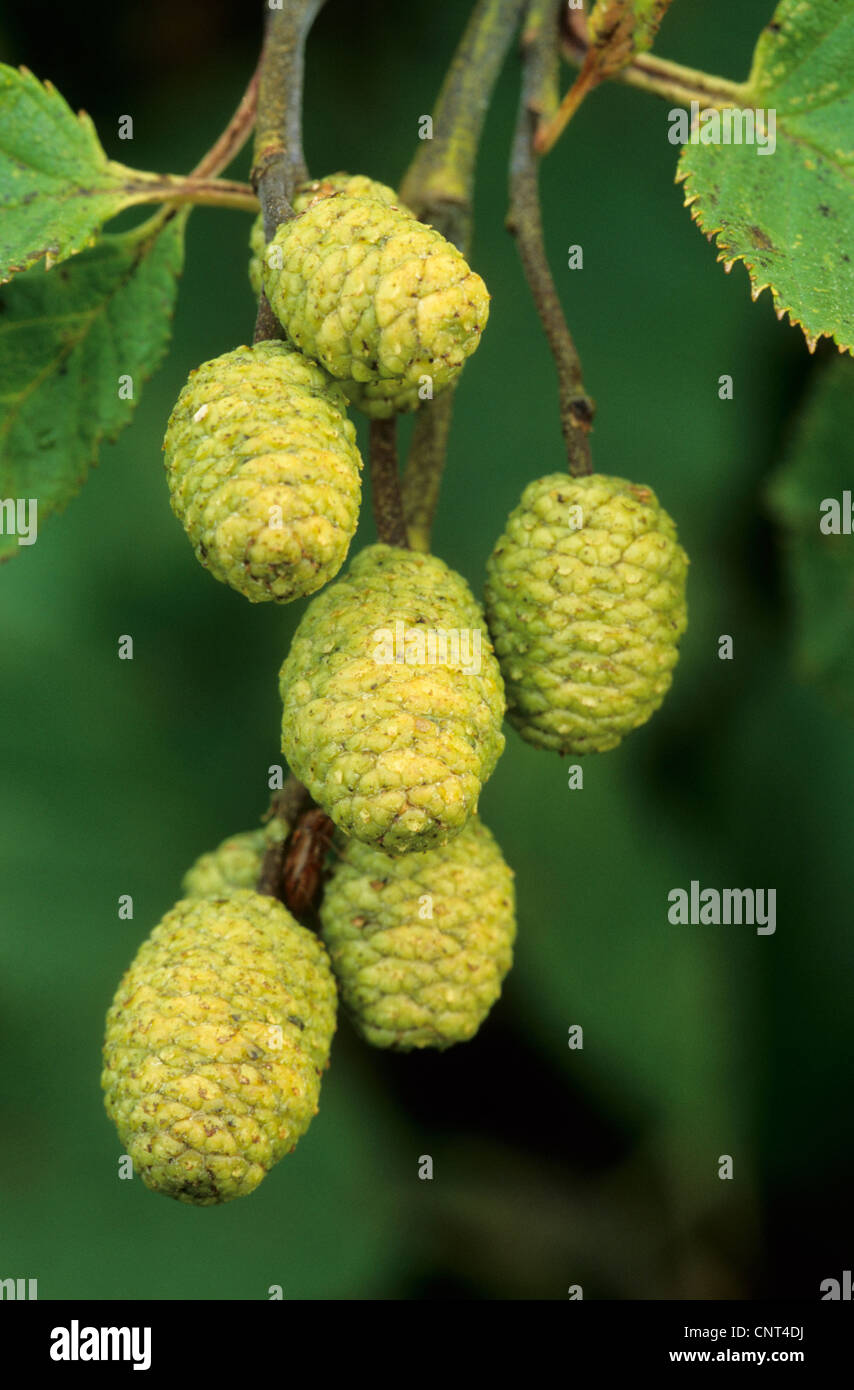 Oregon alder, red alder (Alnus rubra), infructescense, USA, Alaska ...