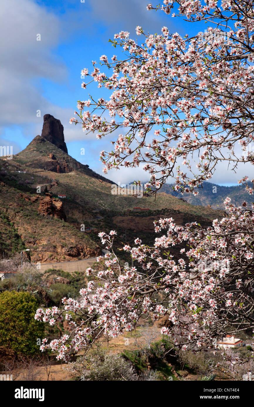 Bitter Almond Tree High Resolution Stock Photography and Images - Alamy