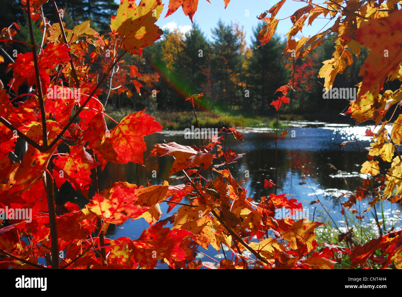 Indian summer maine hi-res stock photography and images - Alamy