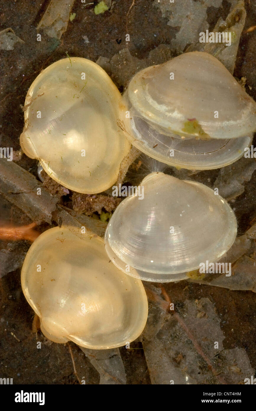 Mussel musculium lacustre hi-res stock photography and images - Alamy