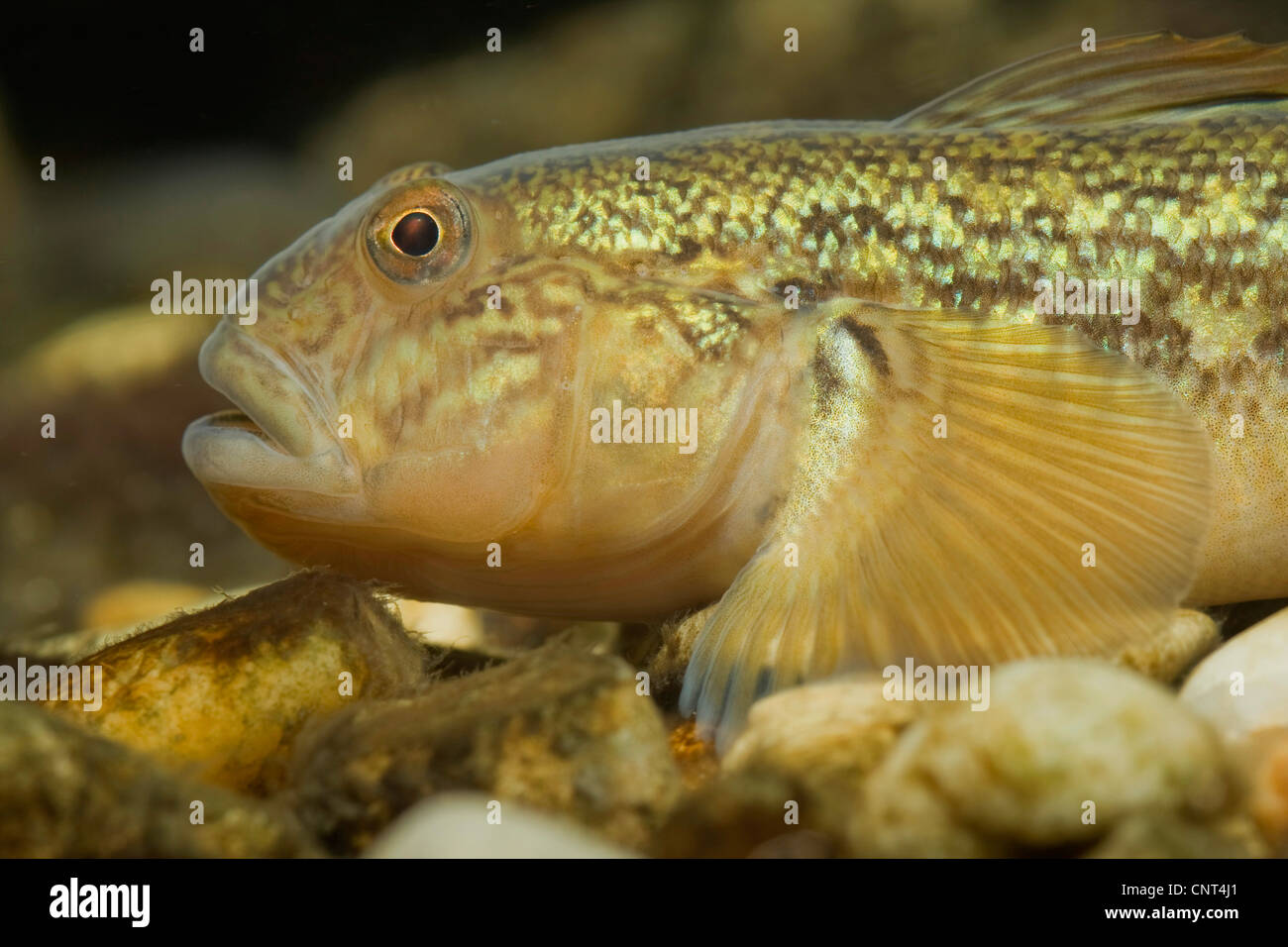 round goby (Neogobius melanostomus), portrait, 15 cm, Germany, Bavaria ...