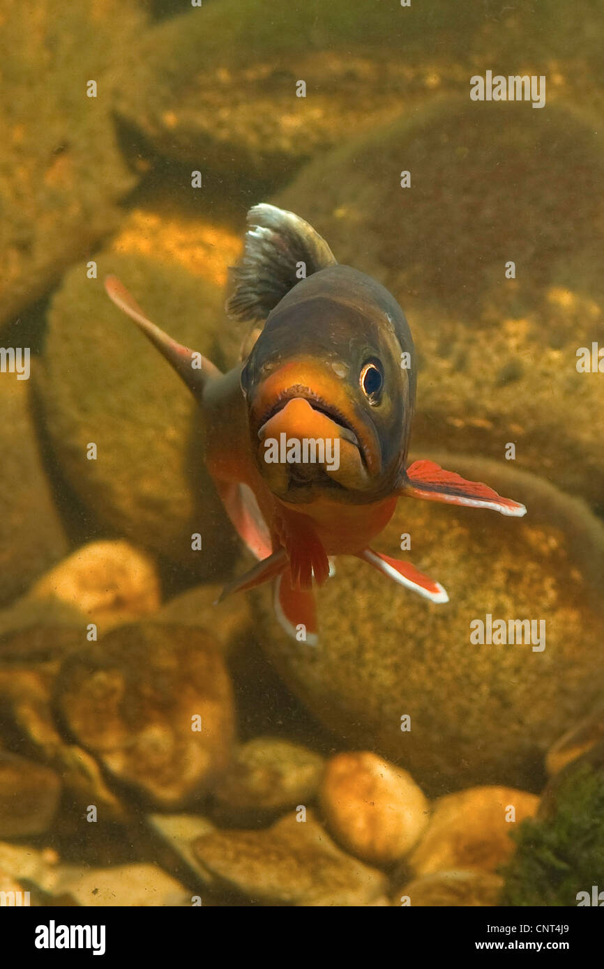 char, charr, Arctic char, Arctic charr (Salvelinus alpinus salvelinus ...