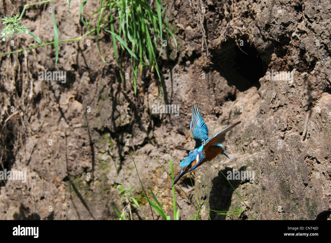 river kingfisher (Alcedo atthis), After feeding, Germany, North Rhine ...